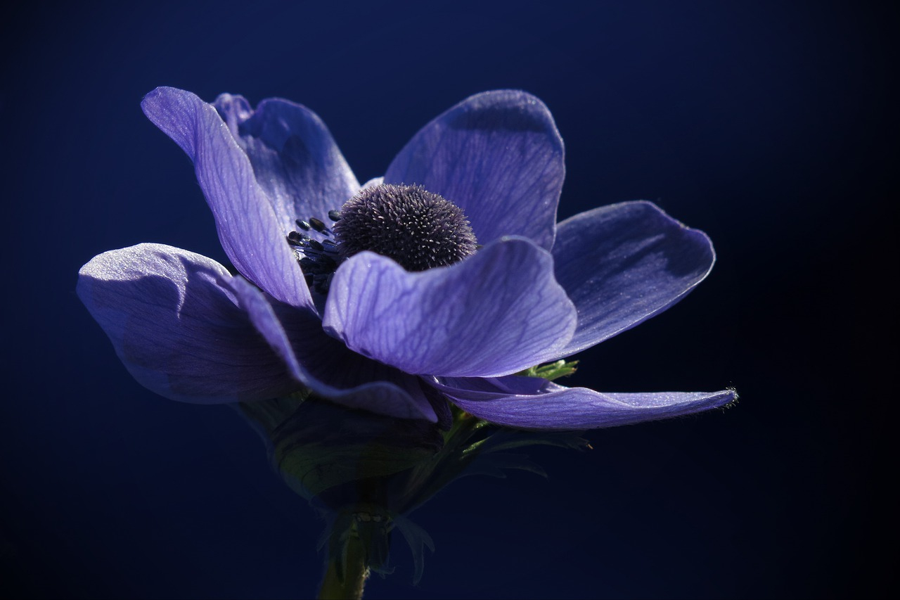 March Birth Flowers: Meanings and Symbolism — My Global Flowers